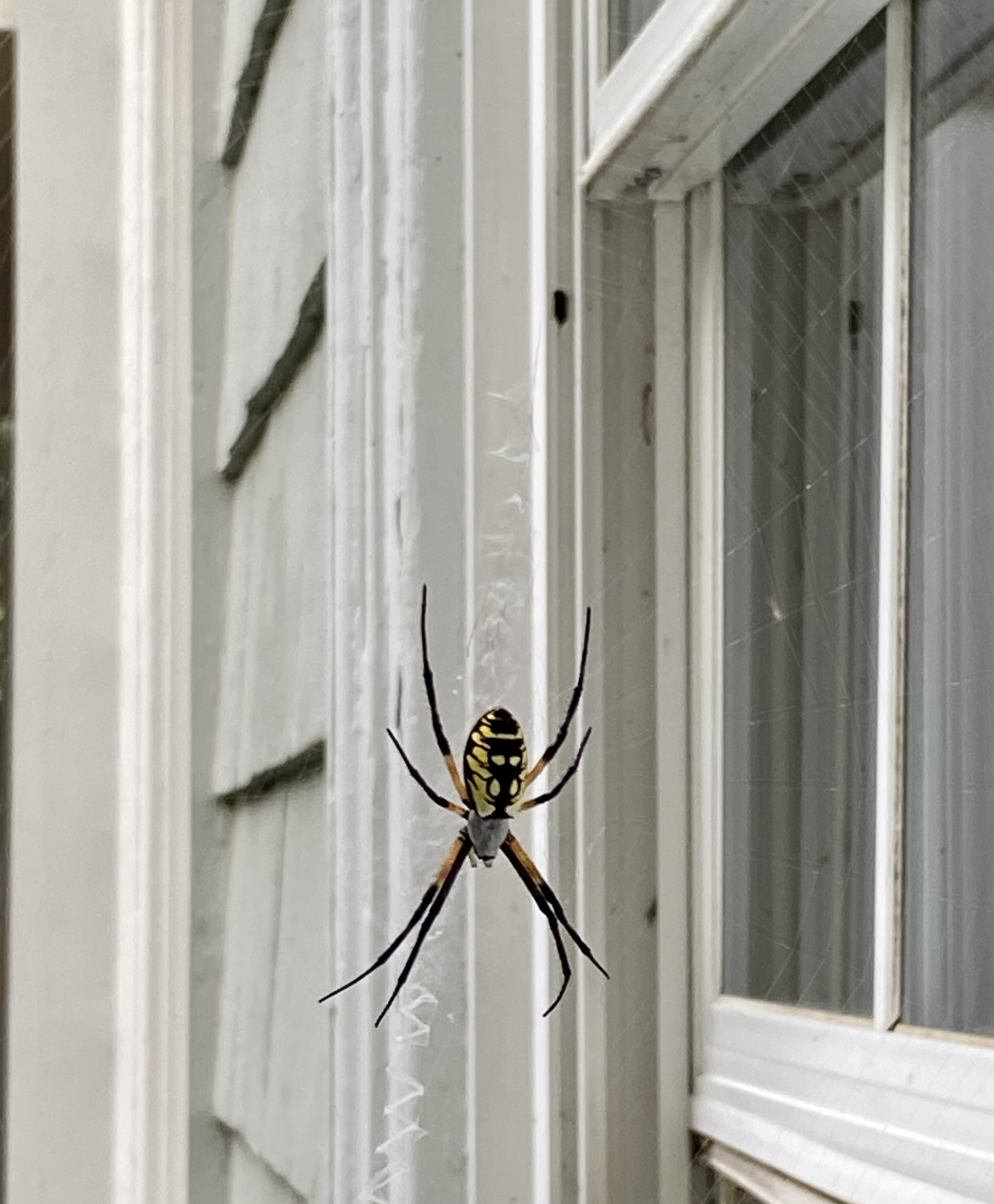 The Writing Spider – That's Another Story